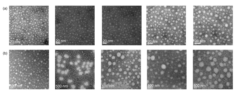 无规共聚物P(MEO2MA-co-OEGMA)的合成及其在水溶液中温度诱导相转变行为