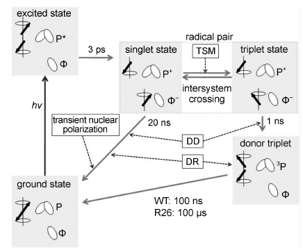 固态Photo-CIDNP效应