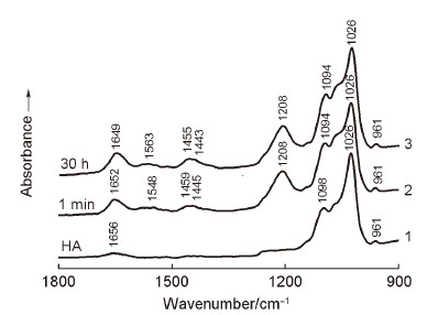 BSA与羟磷灰石相互吸附的FTIR-ATR光谱