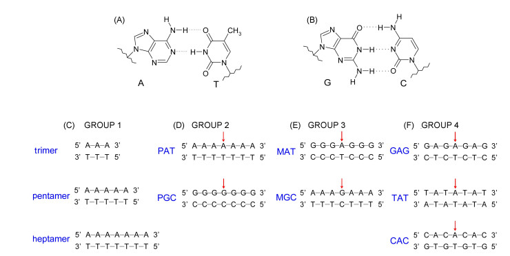 碱基对在DNA双螺旋链上分离的自由能计算