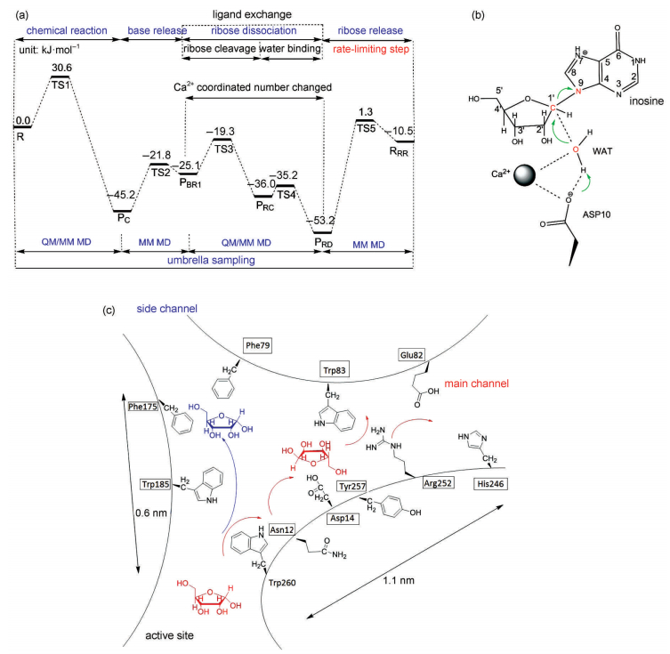 酶催化过程的全程模拟
