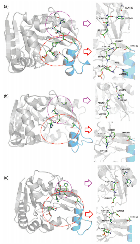 酶催化过程的全程模拟