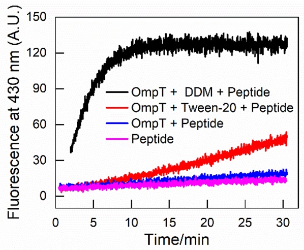 OmpT在Tween-20胶束中折叠的单分子研究