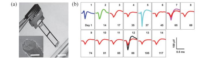 基于碳纳米材料的神经电极技术