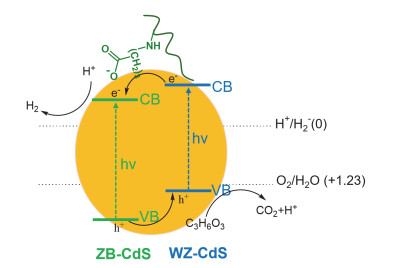 羧酸根功能化的PVP-CdS同质结及其高效的光催化析氢性能