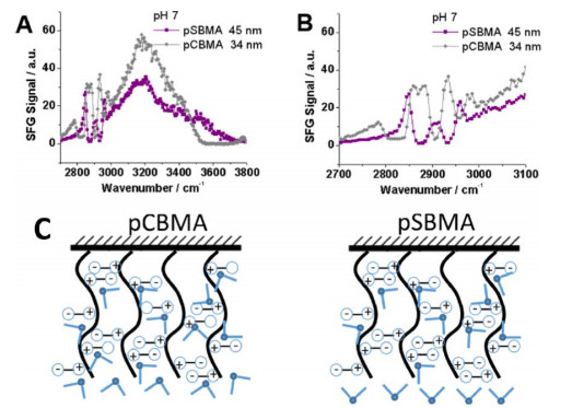 原位探测防污高分子材料与液体界面的分子结构