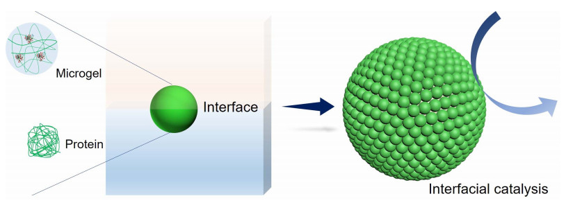 Soft Particles at Liquid-Liquid Interfaces for Catalysis