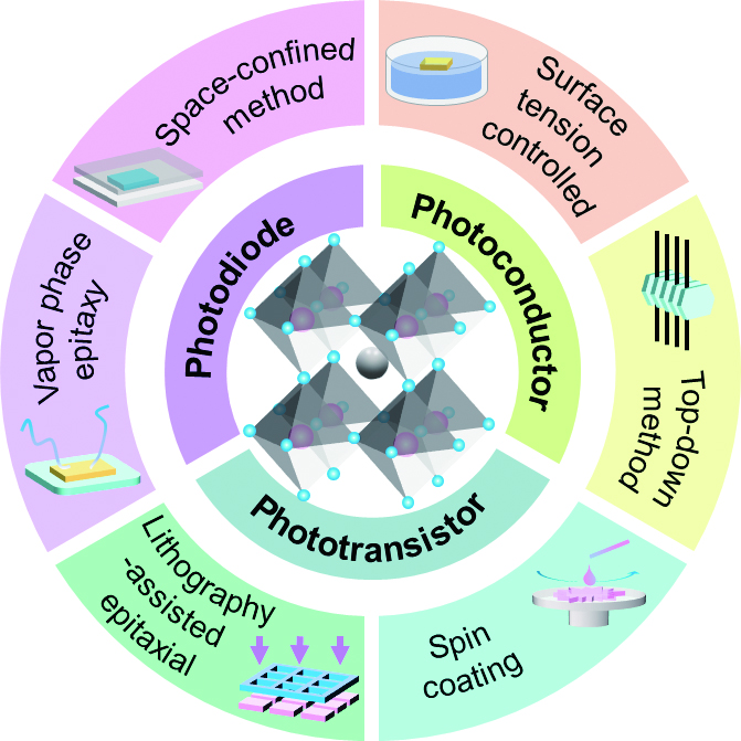 Progress and Perspective of Perovskite Thin Single Crystal Photodetectors