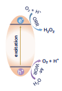 Semiconducting Polymers for Photosynthesis of H 2 O 2 : Spatial ...